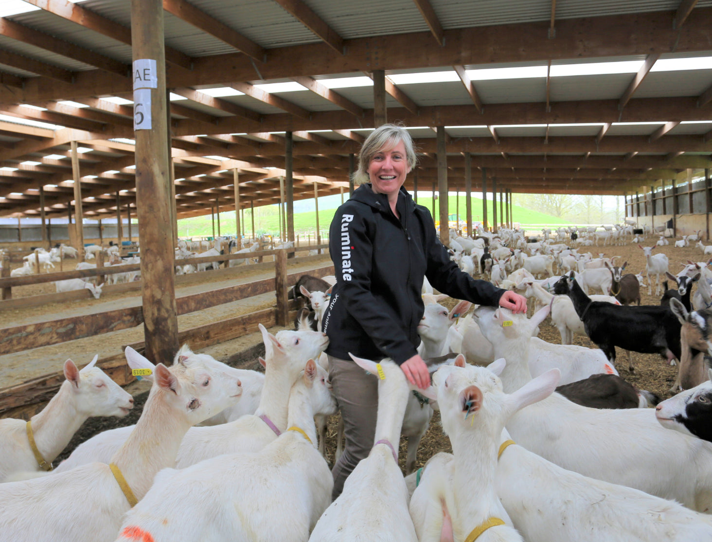 Mycotoxins - are my livestock at risk? – Ruminate