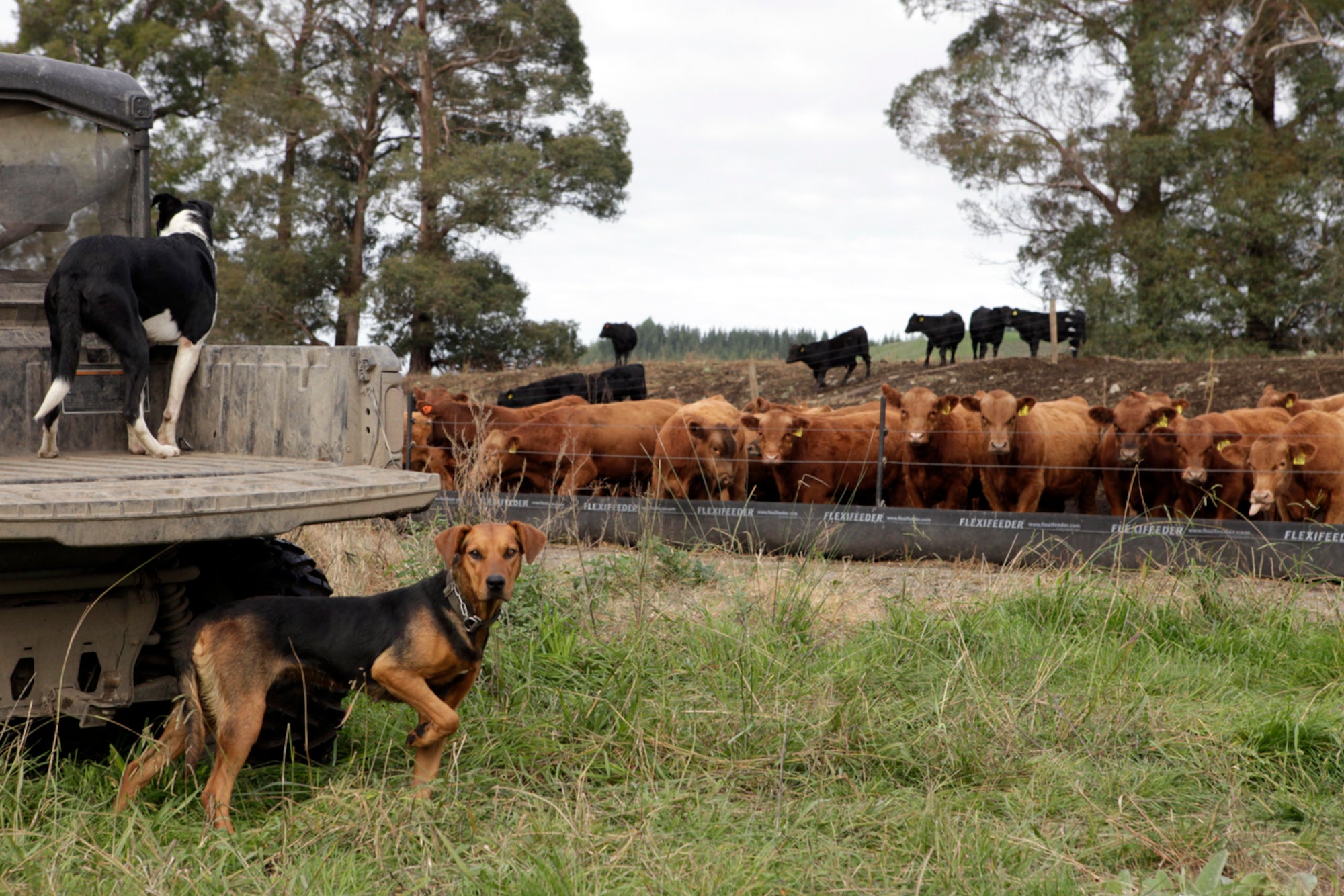 Minerals for raising Beef Stock. Nutritional PreMixes for Cattle in NZ ...