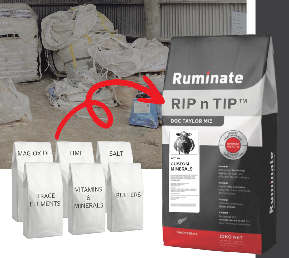 Our People – Ruminate