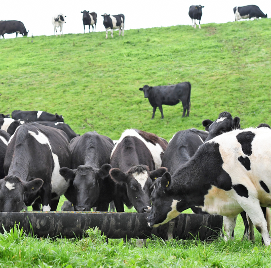 Find your local Ruminate Stockist. We are sold across New Zealand